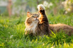 13 Cat Legends And Myths You Probably Never Heard Of