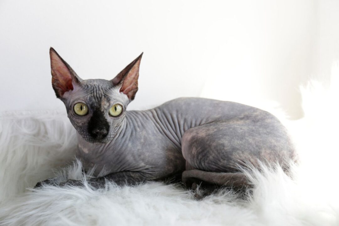 TOP 10 Beautiful Gray Cats With Green Eyes