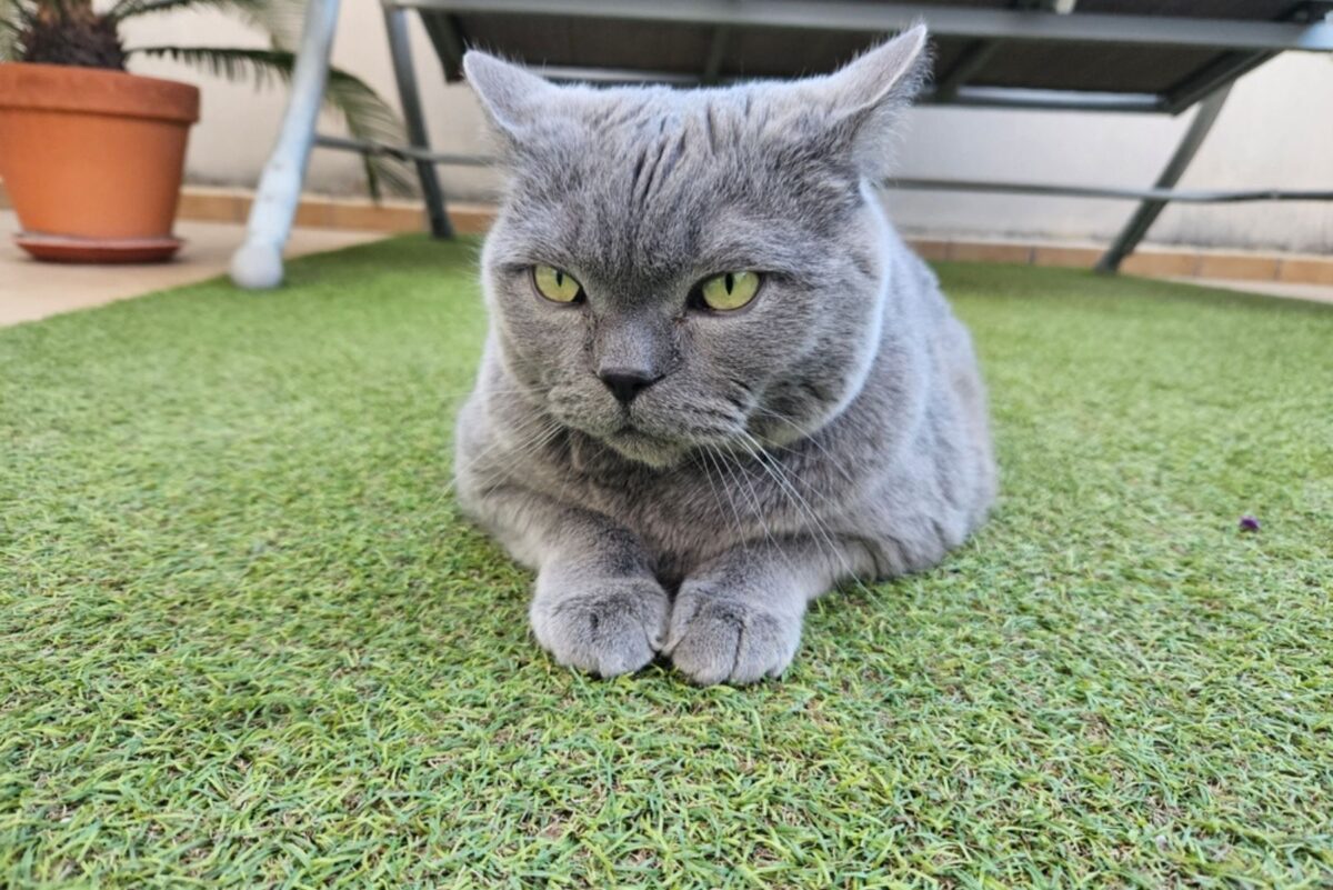 TOP 10 Beautiful Gray Cats With Green Eyes