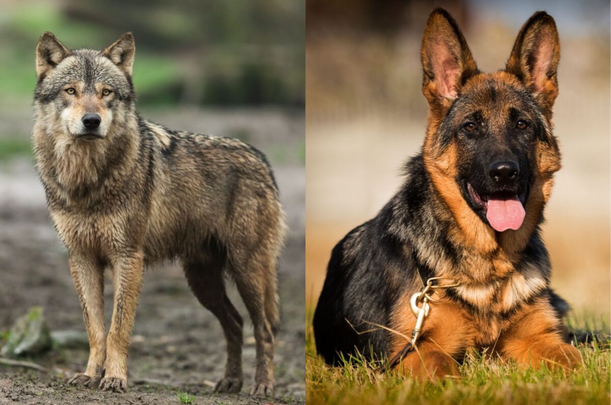 7 Key Differences Between Wolves And German Shepherd Dogs