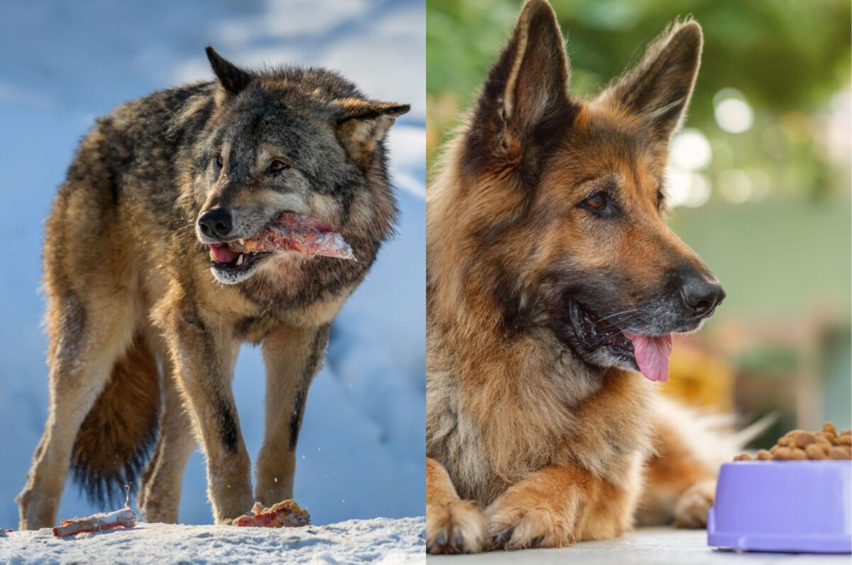 7 Key Differences Between Wolves And German Shepherd Dogs