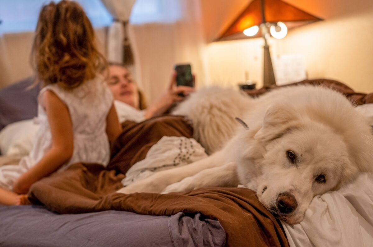 16 Dog Breeds That Love Their Sleep: Ranked From Least Sleepy To Most ...