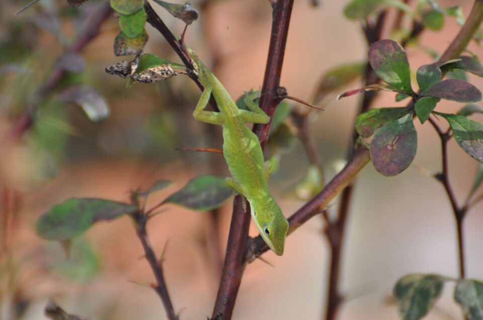 20 Incredible Animals That Have Color-Changing Superpowers