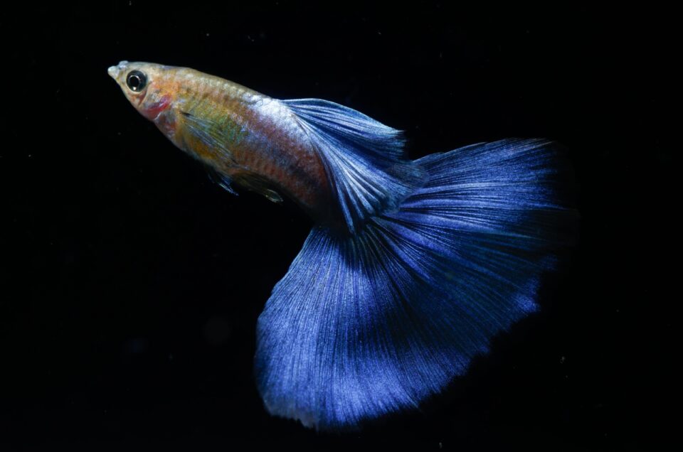 9 Best Fish For First-Time Aquarium Owners