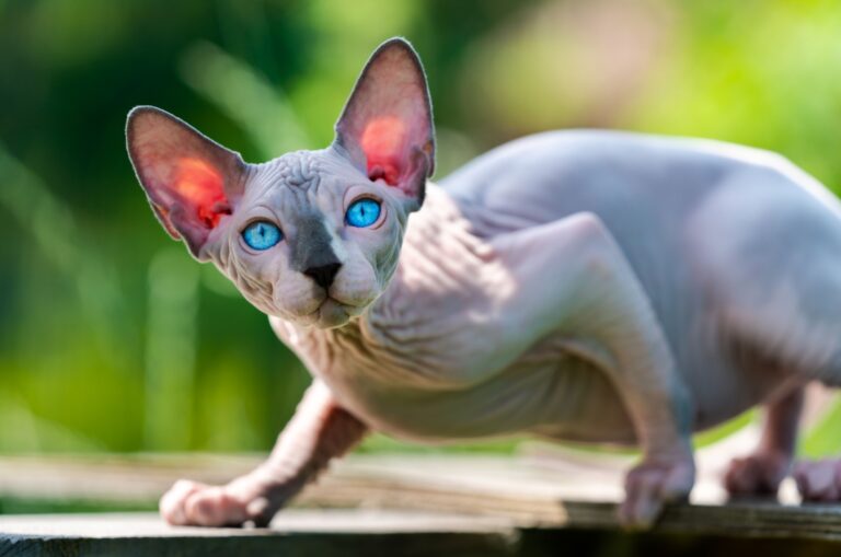13 Hairless Cat Breeds That Redefine Feline Elegance