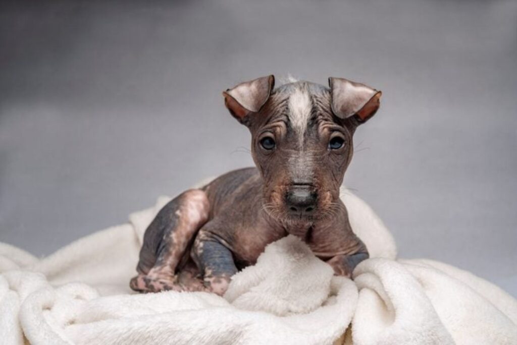 11 Hairless Dog Breeds That Show Bald Truly Is Beautiful