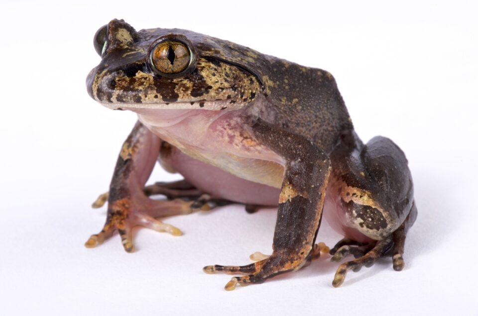 17 Animals With Incredible Superpowers That Will Blow Your Mind