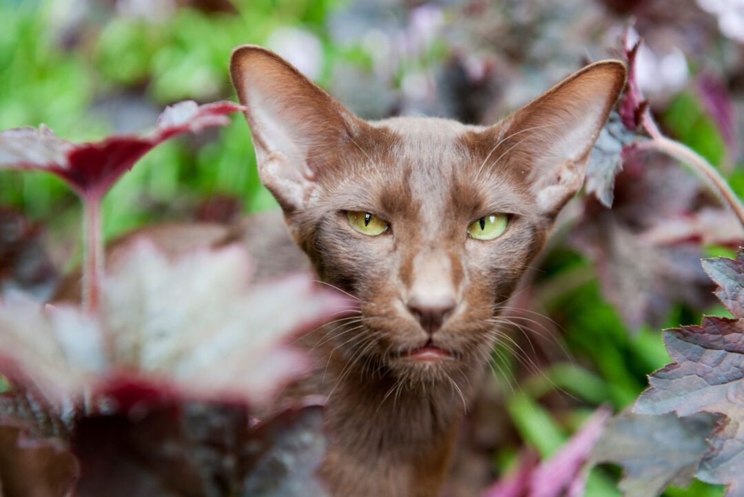 25 Inexpensive Cat Breeds That Make Amazing Companions