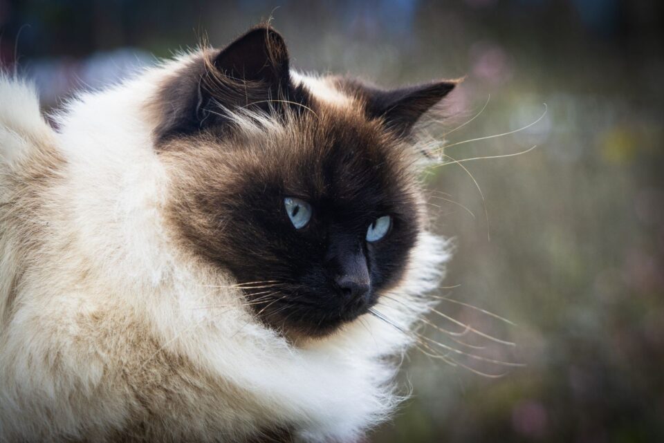 10 Adorable Cat Breeds You Can Safely Take On Snow Adventures