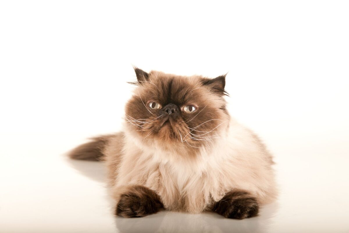25 Inexpensive Cat Breeds That Make Amazing Companions