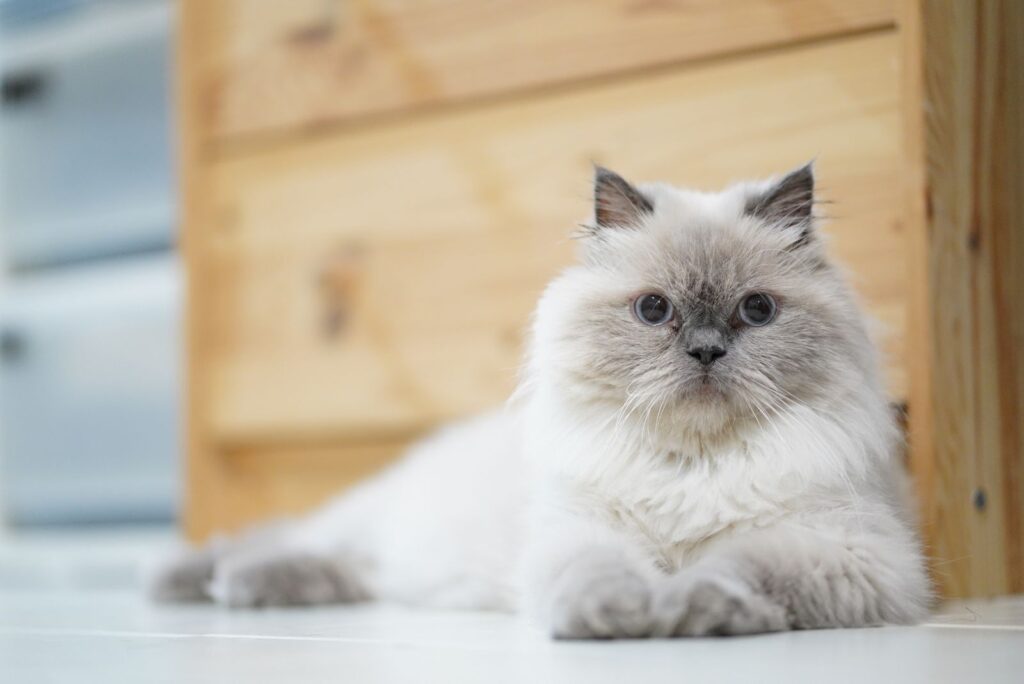 17 Laid-Back Cat Breeds Perfect For People Who Love To Relax