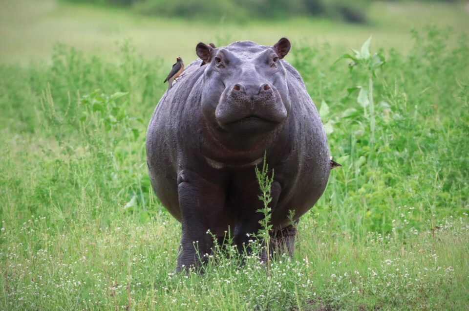 12 Incredible Giants Of The Animal Kingdom