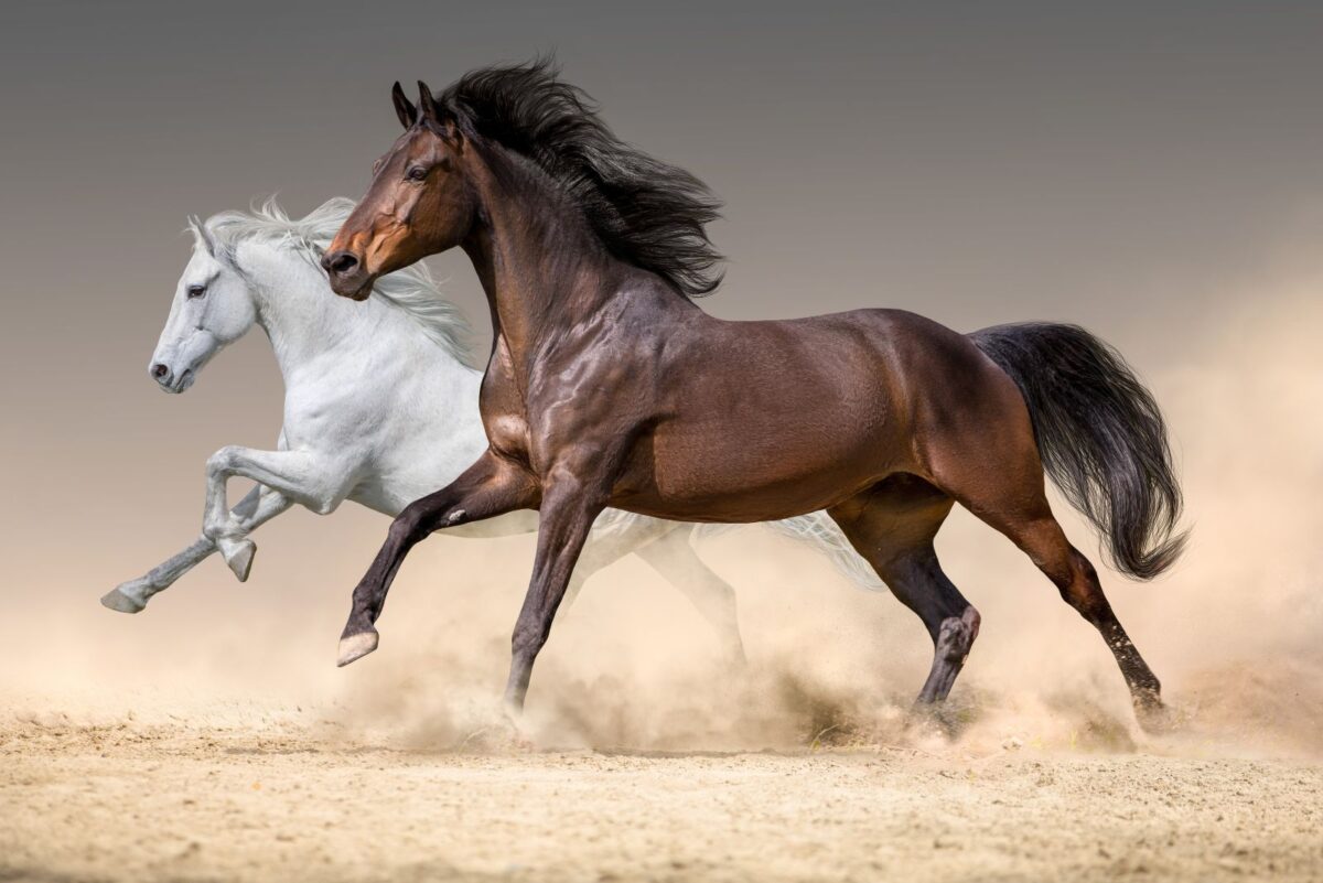 14 Incredible Facts About Horses That Will Amaze You