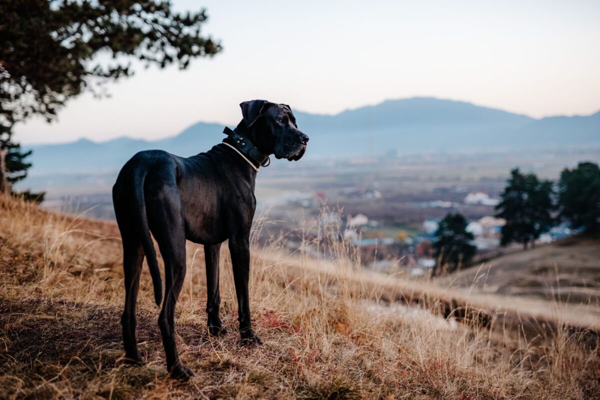 19 Tallest Dog Breeds That Tower Over The Rest