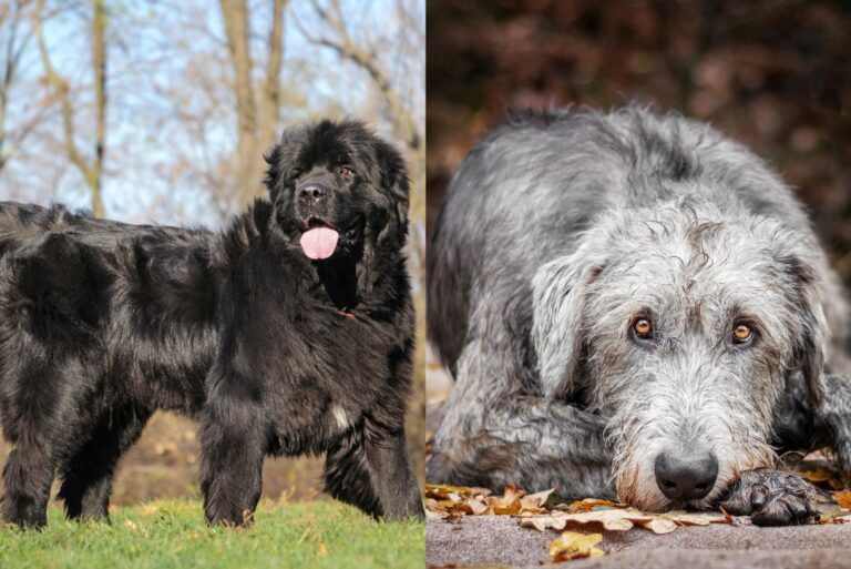 15 Remarkable Newfoundland Mixes That Will Steal Your Heart