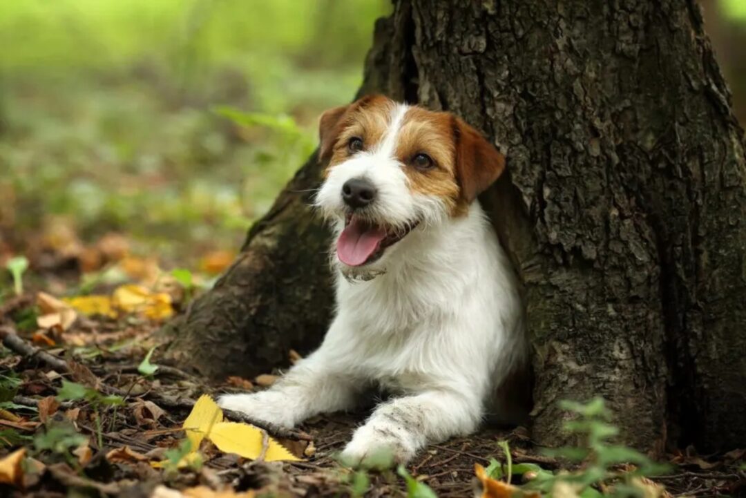 11 Important Facts On Jack Russell - Australian Shepherd Mix
