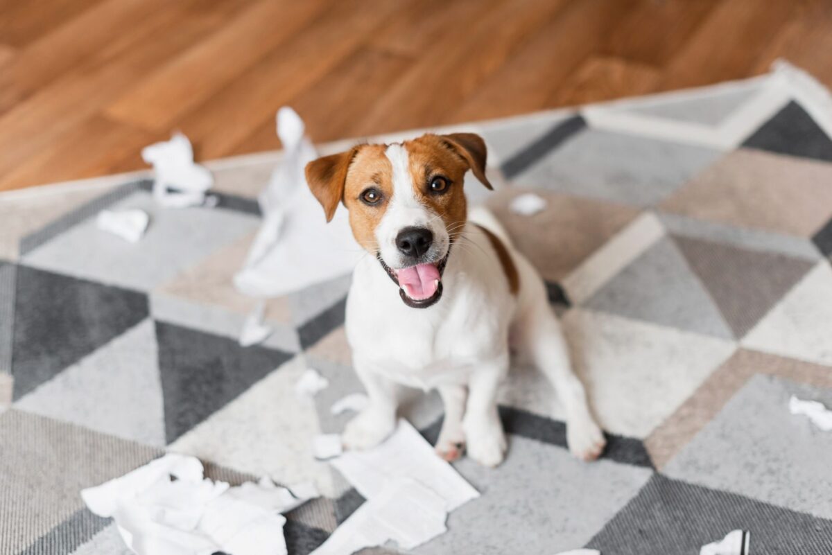 5 Dog Breeds That Mastered Destructive Behavior