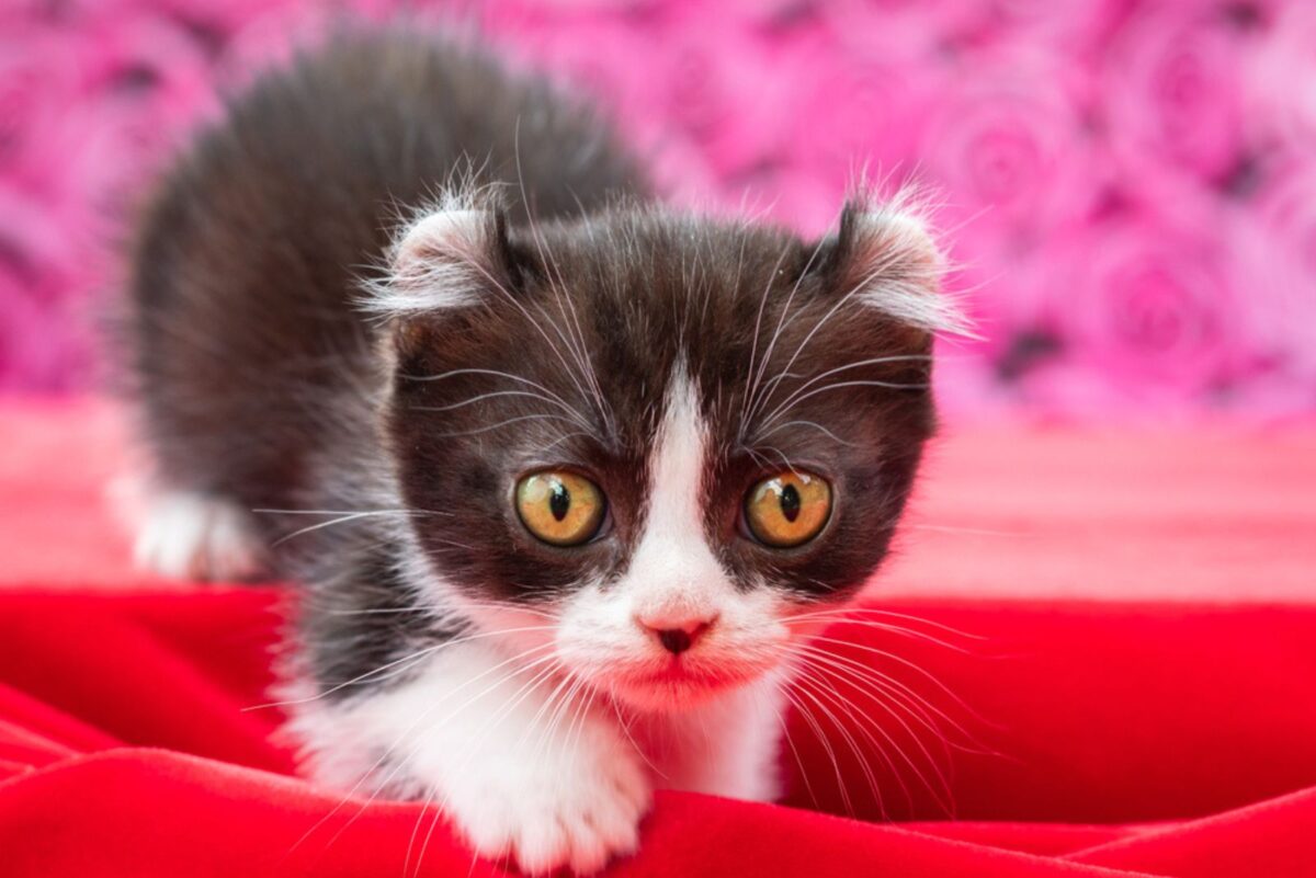 10 Short-Legged Cat Breeds You’ll Fall In Love With