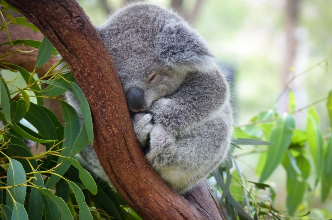 10 Sleepiest Animals Ranked From Least To Most Sleepy