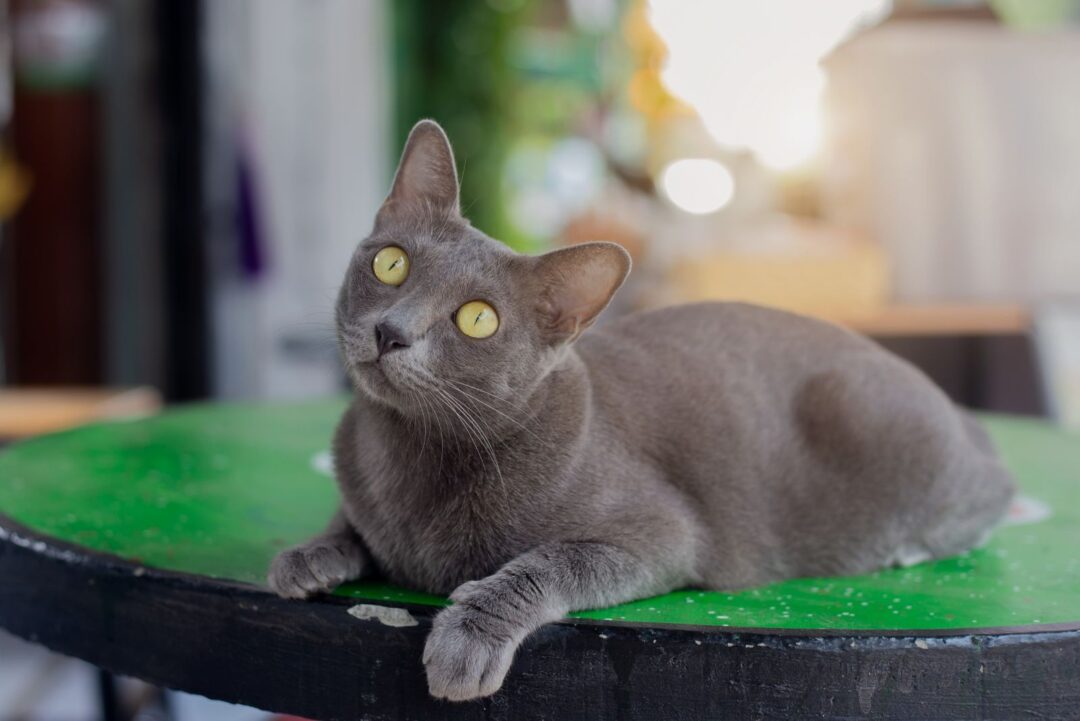 34 Rare And Exotic Cat Breeds I Bet You’ve Never Heard Of