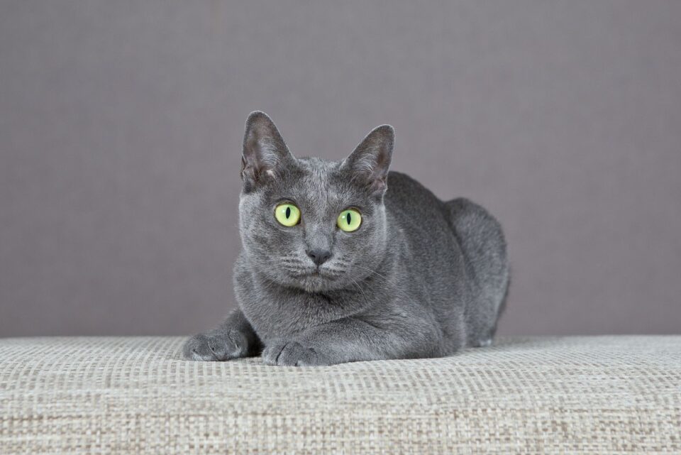 13 Gray Cat Breeds With Gorgeous Green Eyes