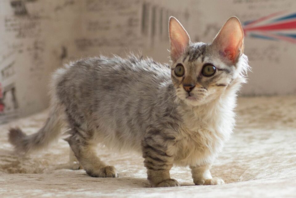 10 Short-Legged Cat Breeds You’ll Fall In Love With