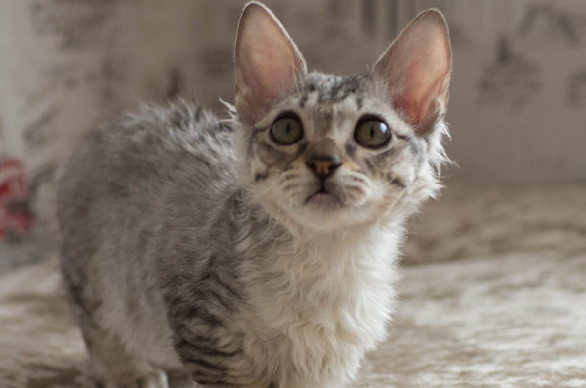 12 Irresistible Tailless Cat Breeds You’ll Fall In Love With