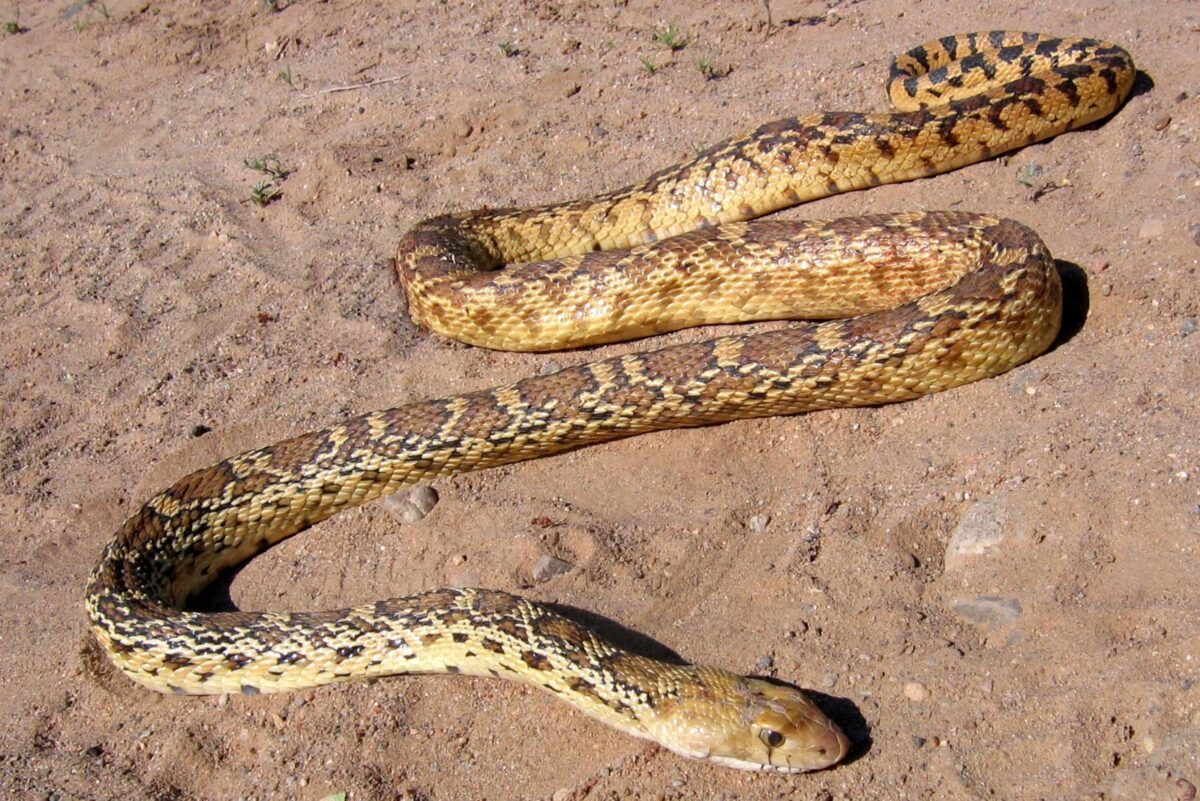 9 Amazing Facts About Yellowstone's Largest And Most Impressive Snake