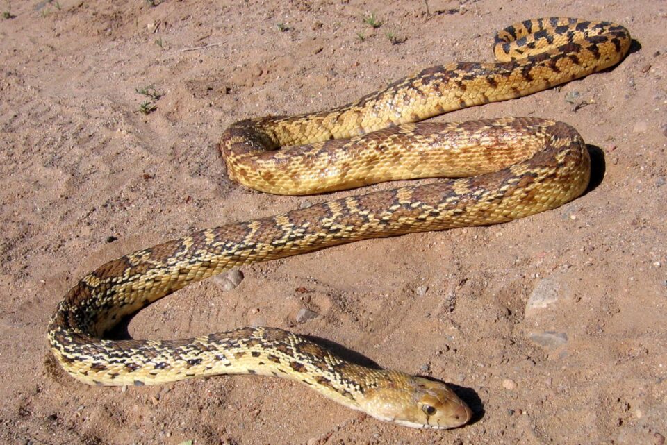 9 Amazing Facts About Yellowstone's Largest And Most Impressive Snake