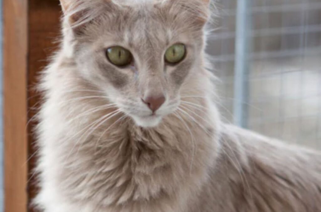 25 Beautiful And Rare Cat Colors And Patterns