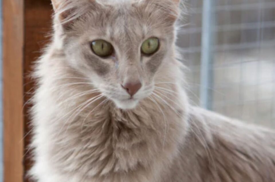 25 Beautiful And Rare Cat Colors And Patterns