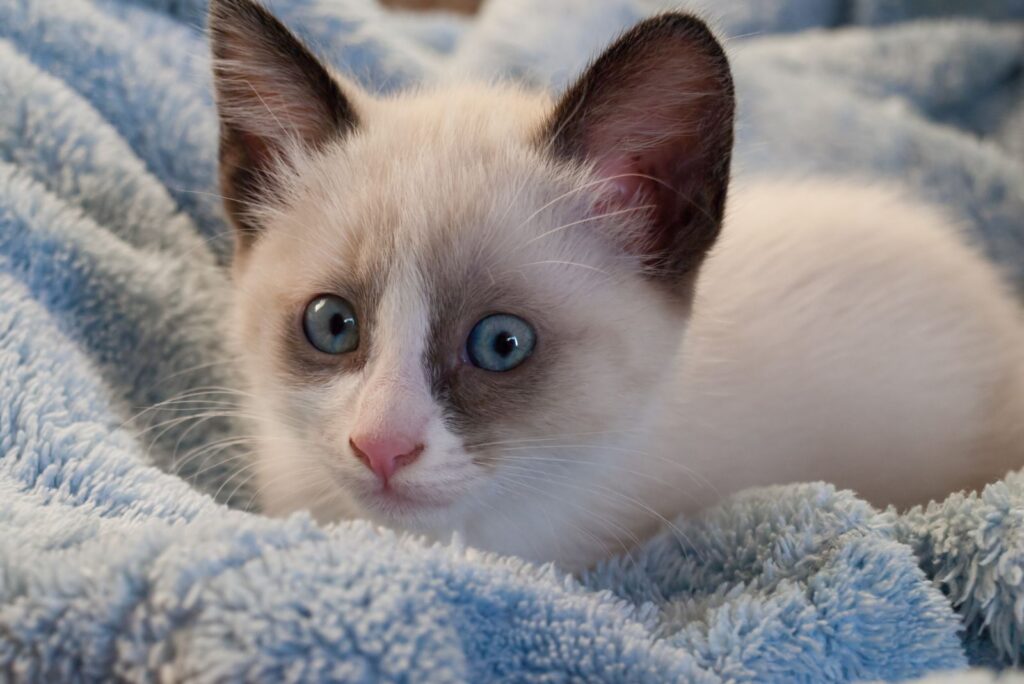 13 Beautiful Snowshoe Cat Colors And Coat Patterns You’ll Fall In Love With