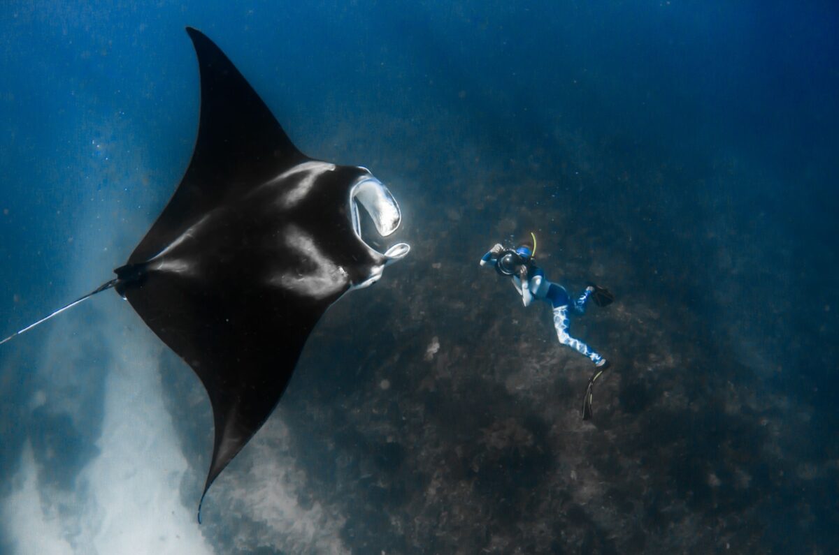 12 Incredible Giants Of The Animal Kingdom