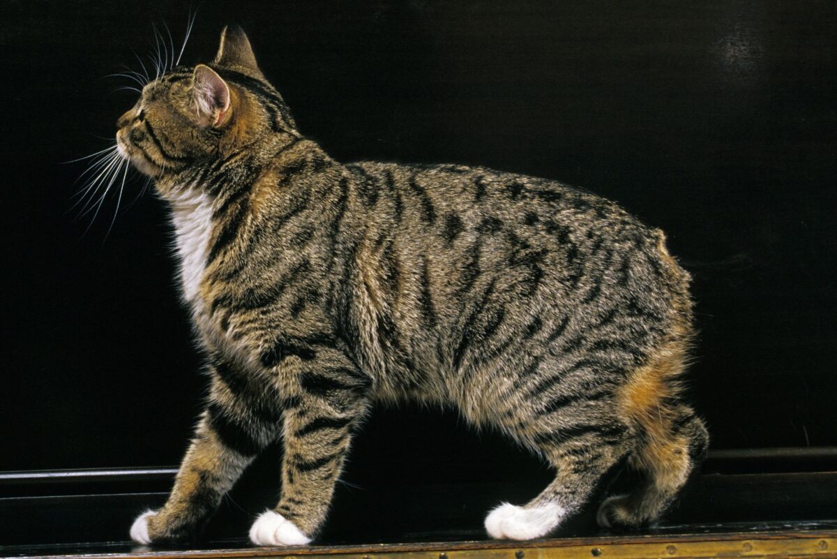 25 Inexpensive Cat Breeds That Make Amazing Companions