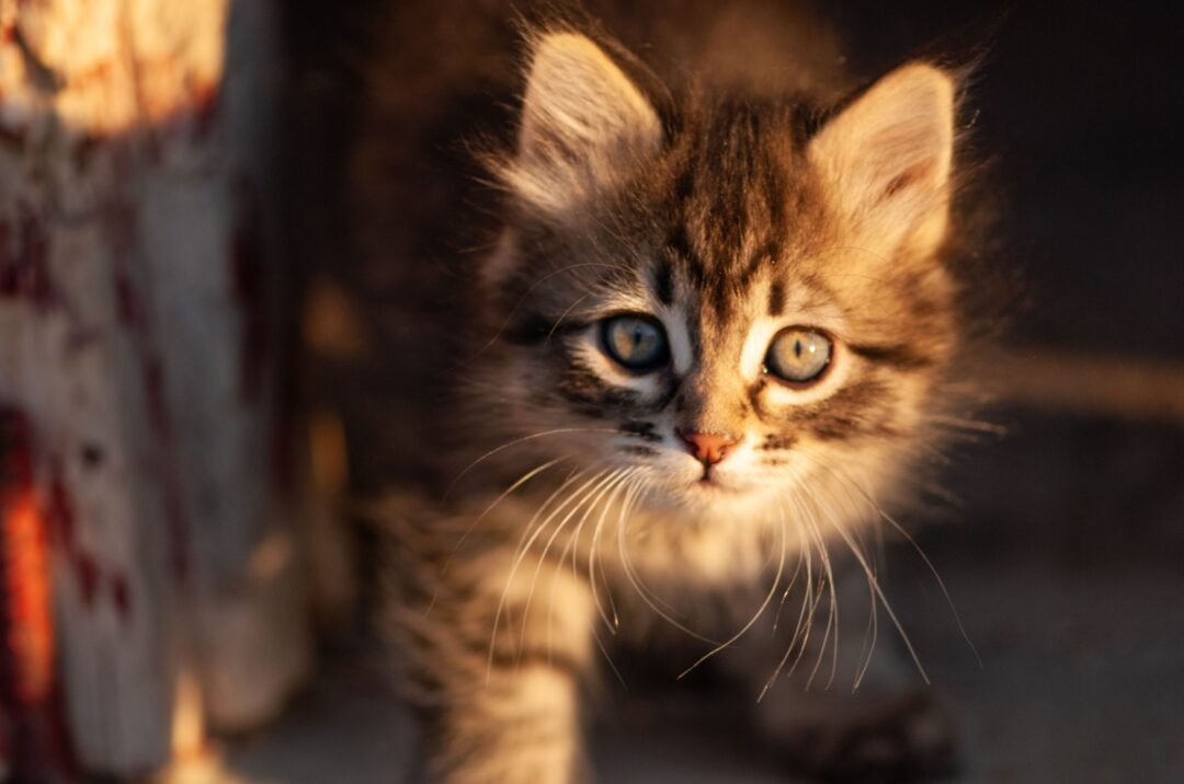 18 Cat Breeds With Weirdly Small Heads