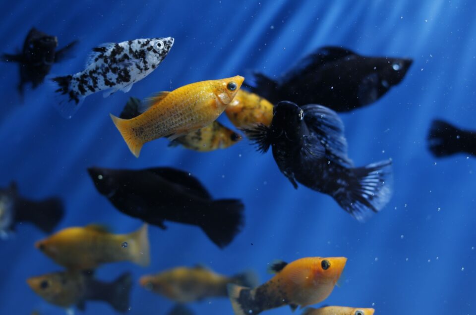9 Best Fish For First-Time Aquarium Owners