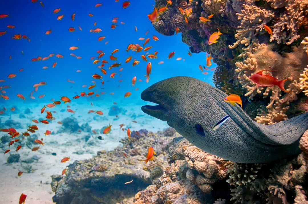 11 Most Dangerous Fish Known To Mankind