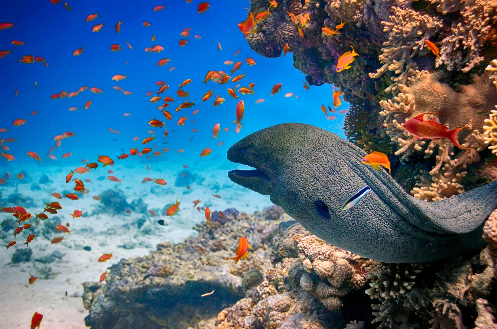 11 Most Dangerous Fish Known To Mankind