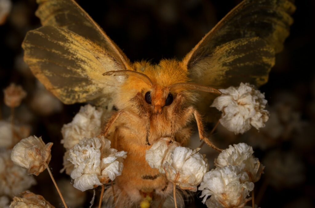 11 Amazing Animals That See Perfectly In The Dark