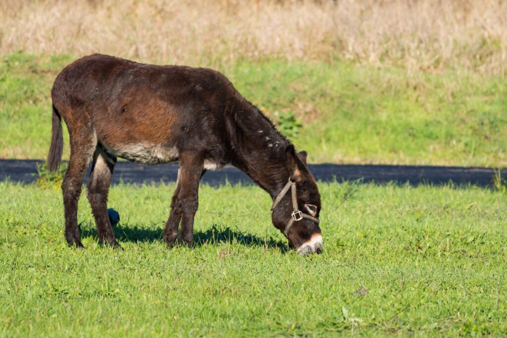 17 Hybrid Animals You Have To See To Believe