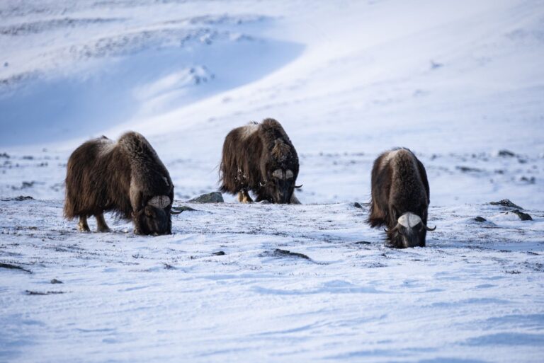 8 Fascinating Animals That Turn White In Wintertime