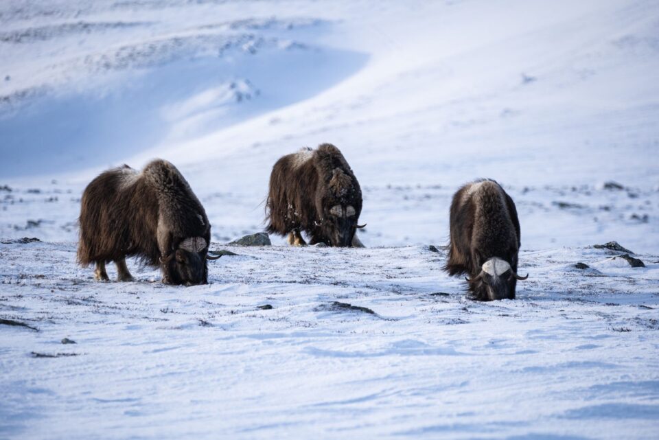 8 Fascinating Animals That Turn White In Wintertime