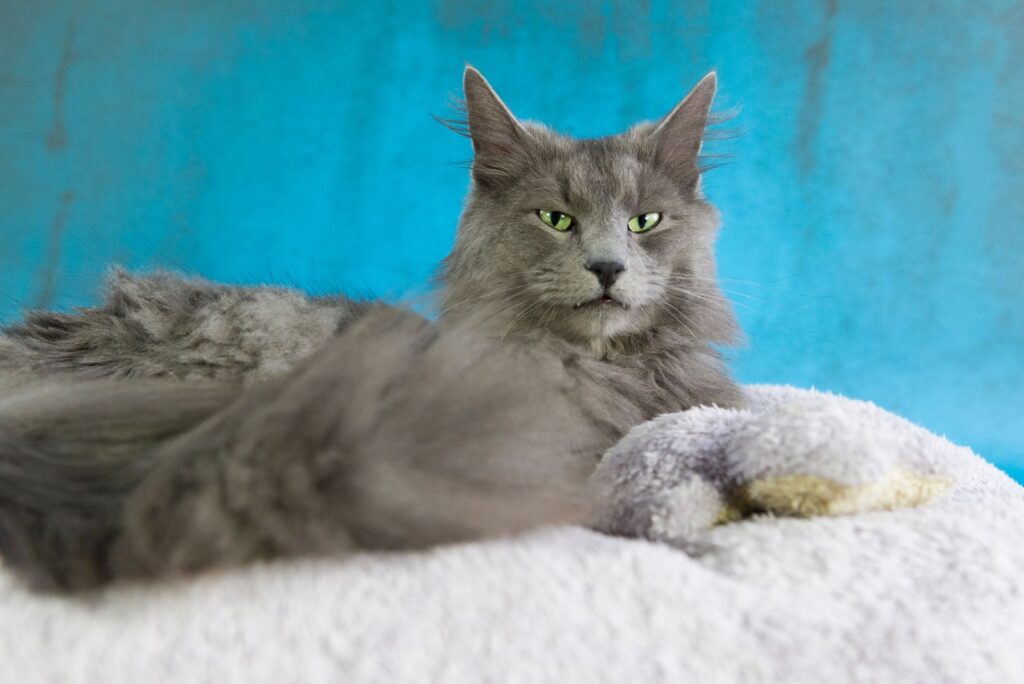 13 Gray Cat Breeds With Gorgeous Green Eyes