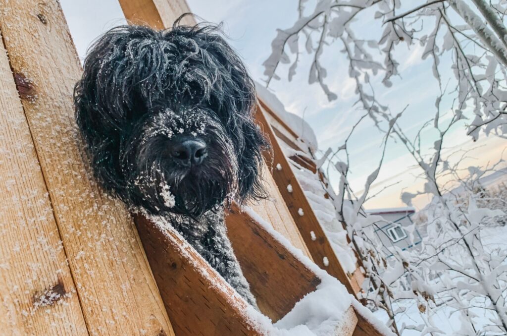 16 Smartest And Cutest Doodle Breeds For Every Type Of Owner