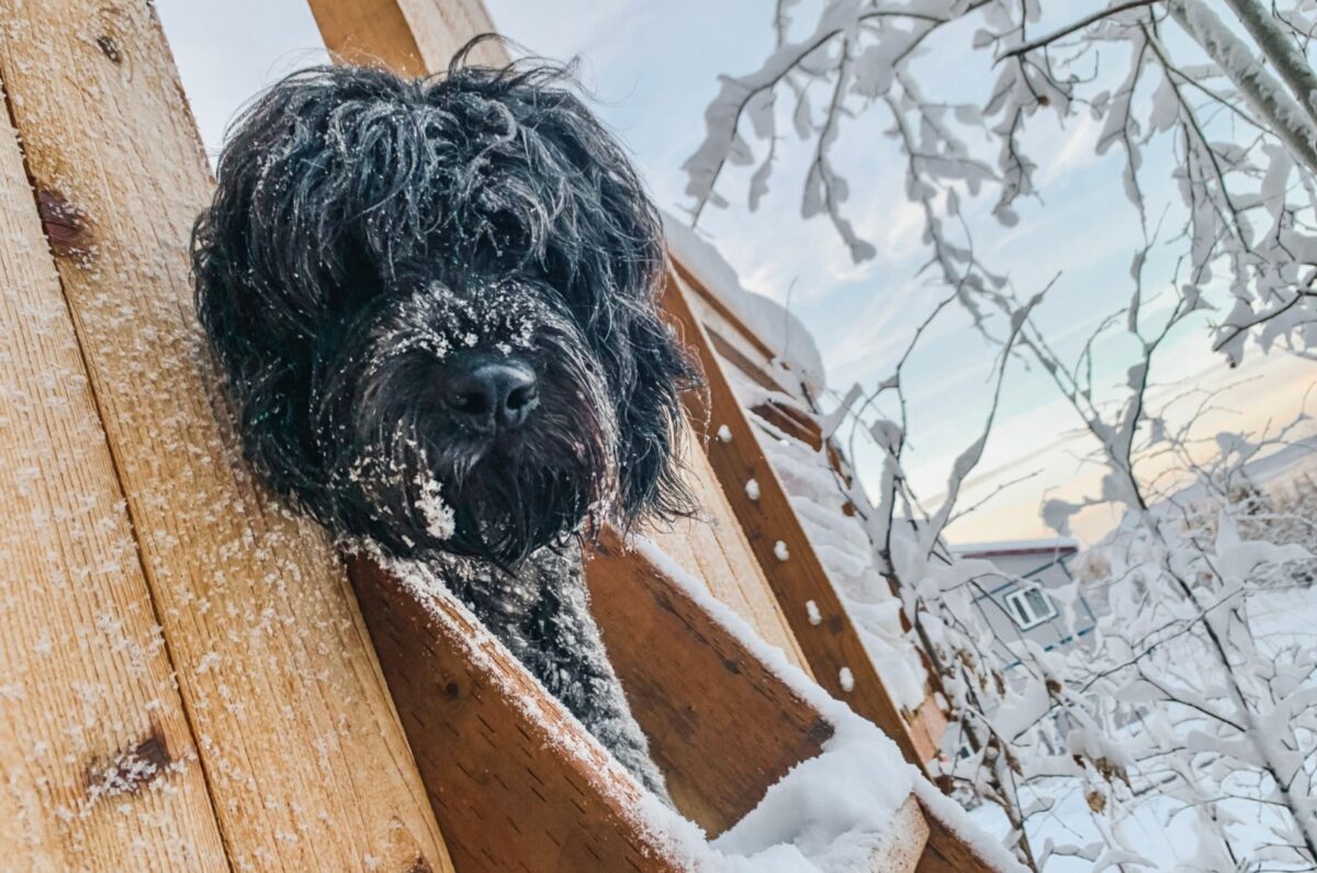 16 Smartest And Cutest Doodle Breeds For Every Type Of Owner