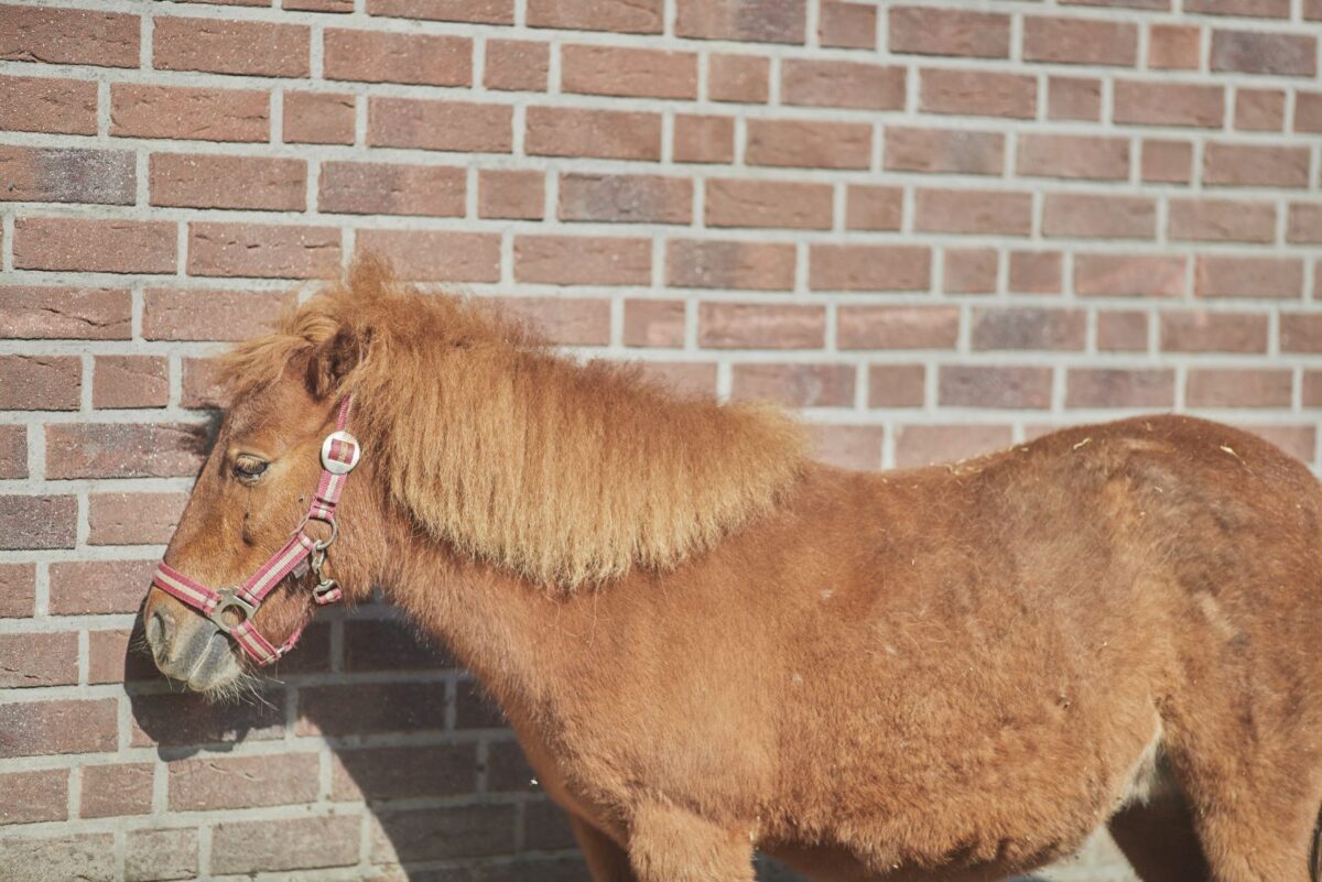23 Small Horse Breeds From Around The World That Will Steal Your Heart