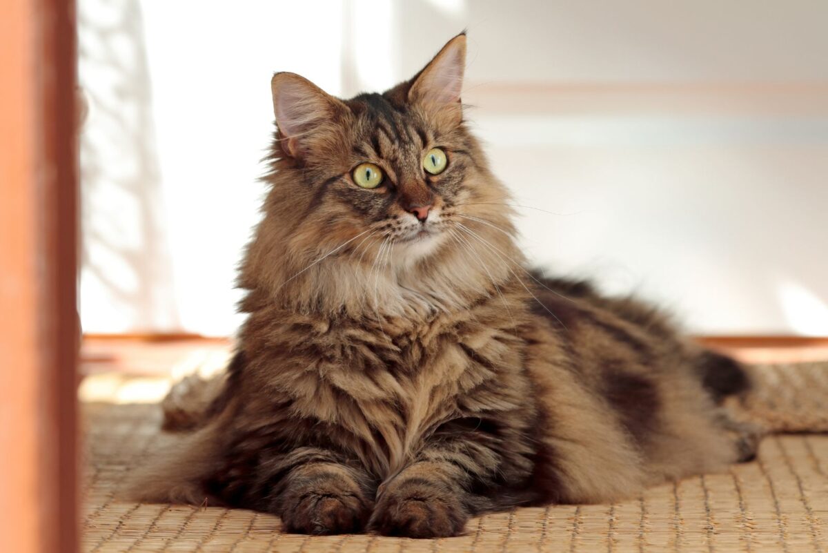 34 Rare And Exotic Cat Breeds I Bet You’ve Never Heard Of