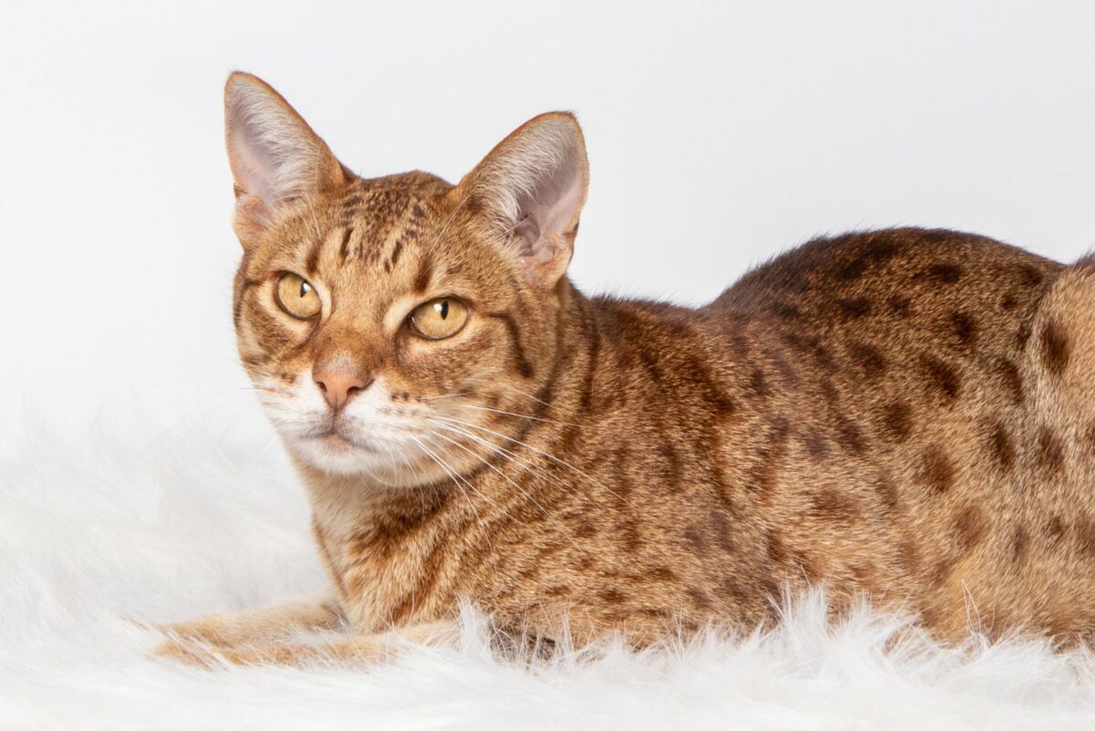 The 11 Most Athletic Cat Breeds