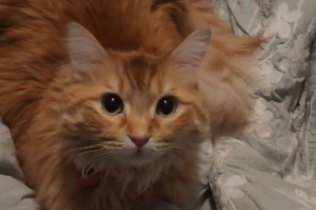 14 Fluffy Orange Tabby Cats You Will Want To Cuddle With