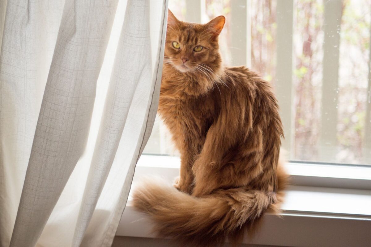 14 Fluffy Orange Tabby Cats You Will Want To Cuddle With